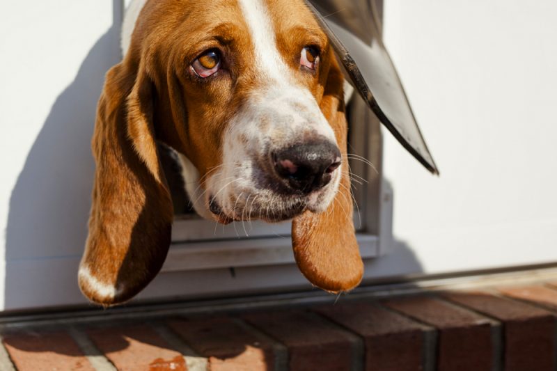 Top 6 Different Ways To Call Pet Doors